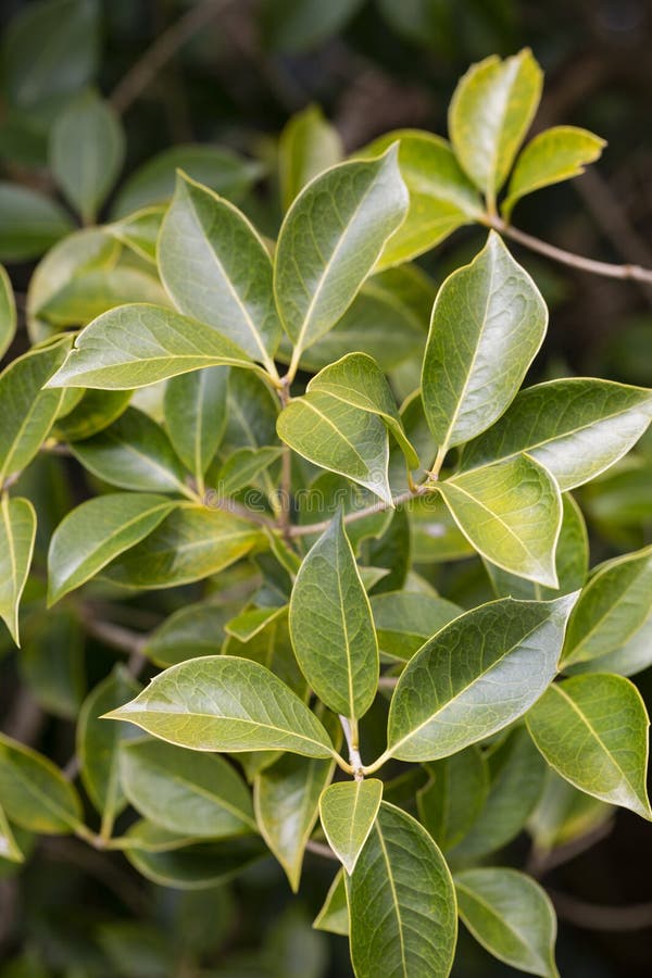 The Spring Foliage of the Evergreen Shrub Osmanthus. Background of ...