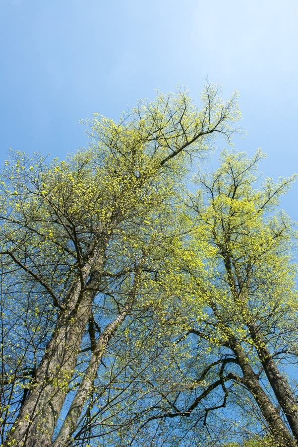 Spring Foliage, Fresh Green Leaves in Spring Stock Photo - Image of ...
