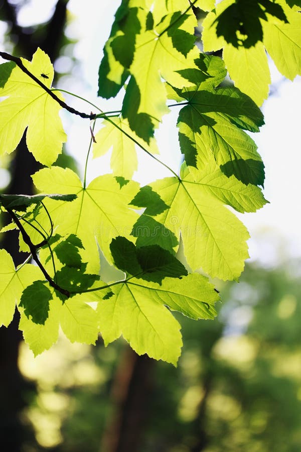 Spring foliage on maple stock image. Image of foliage - 39129085