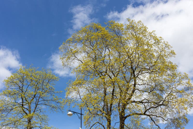 Spring foliage of maple stock photo. Image of yellow - 50407508