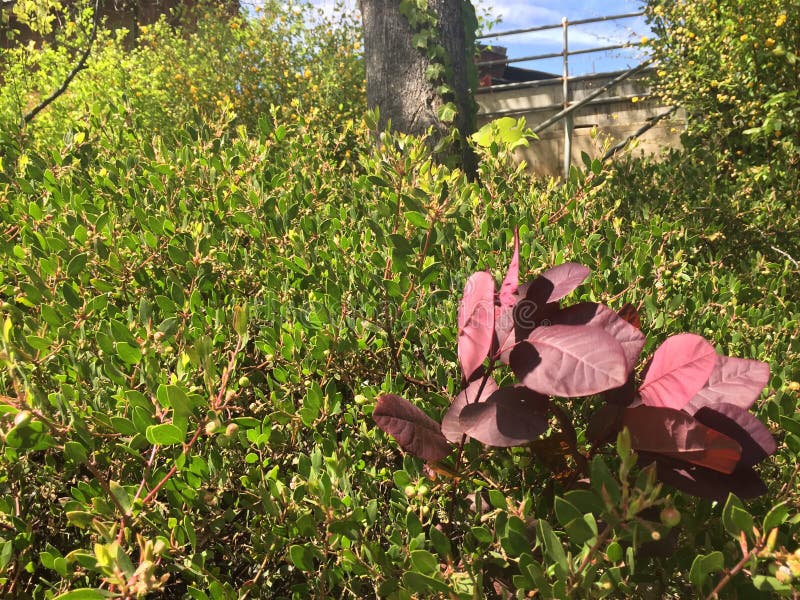 Spring foliage stock photo. Image of green, spring, foliage - 52666692