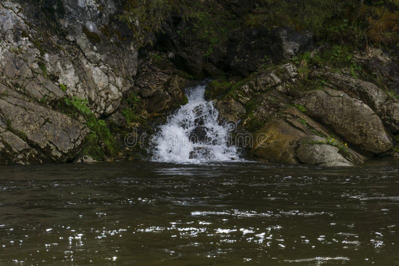 A Clean Tributary of a River in a Mountain Forest Stock Image - Image ...