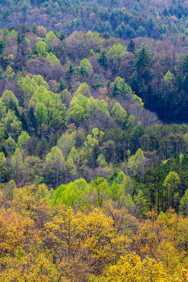 Spring Colors, Foothills Parkway, East TN Stock Photo - Image of varied ...