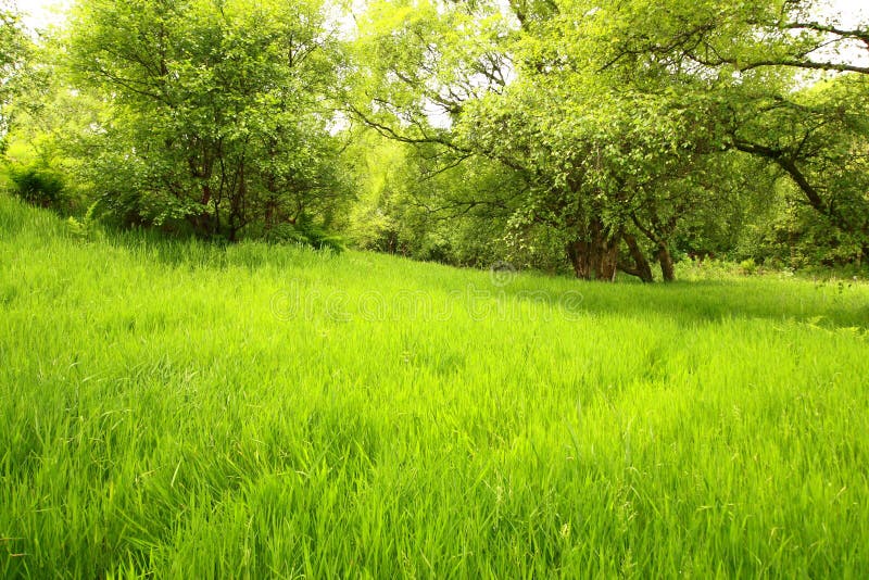 Spring in the forest stock image. Image of beauty, field - 14635139