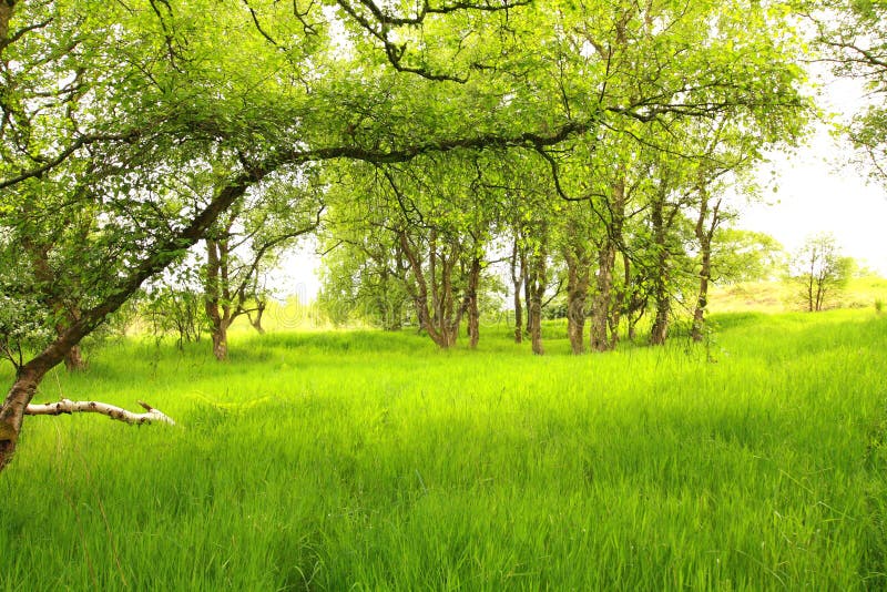Spring in the forest stock image. Image of beauty, field - 14635139