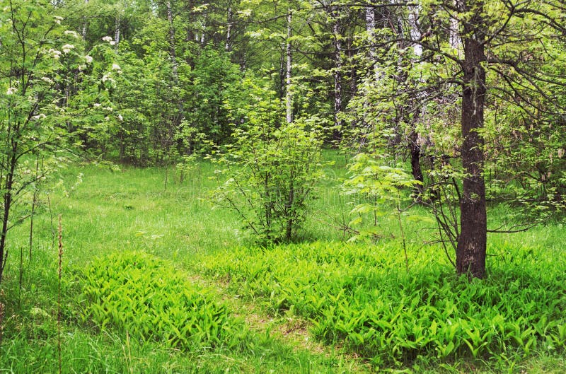 Spring forest stock photo. Image of view, relaxation - 14879462