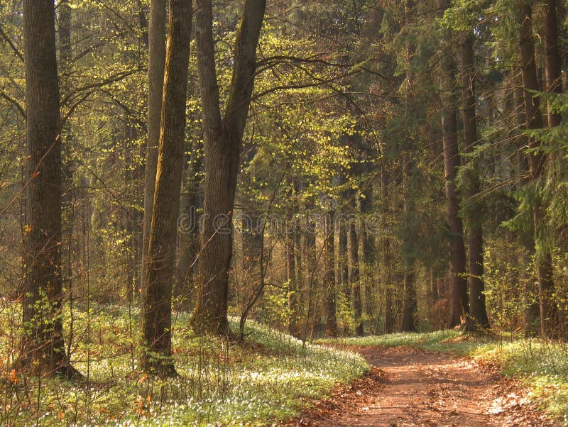 Spring forest stock image. Image of green, sunny, plants - 1632237
