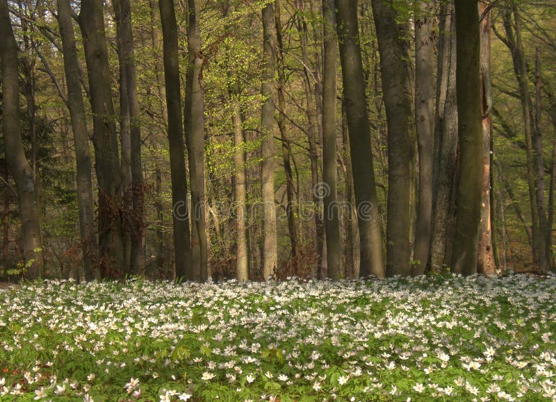 Spring forest stock image. Image of sunny, spring, recreation - 1632301