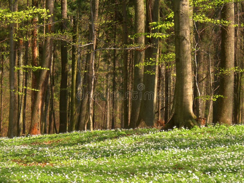 Spring forest stock photo. Image of flowers, summer, plants - 1632308