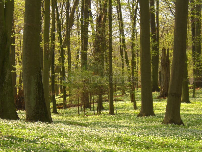 Spring forest stock image. Image of leaves, forest, road - 1632333
