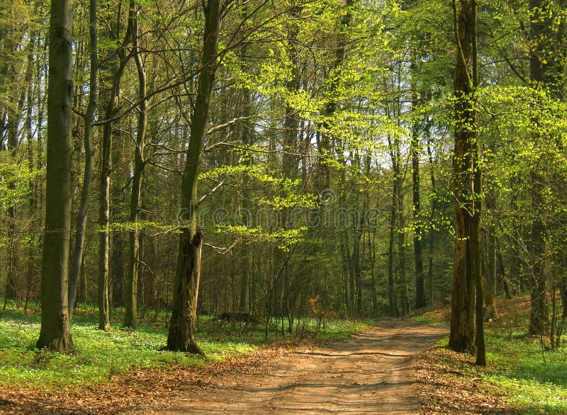 Spring forest stock photo. Image of plants, green, summer - 1632338