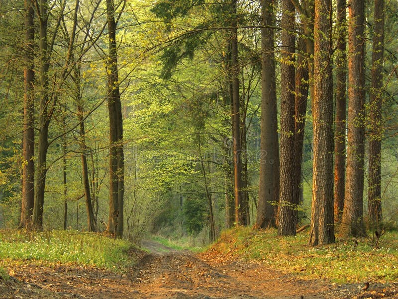 Spring forest stock photo. Image of forest, plants, green - 1674698