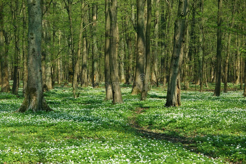 Spring forest stock photo. Image of flowers, trunks, tender - 19311298