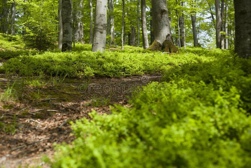 The forest floor stock photo. Image of spring, area, seasonal - 1144070