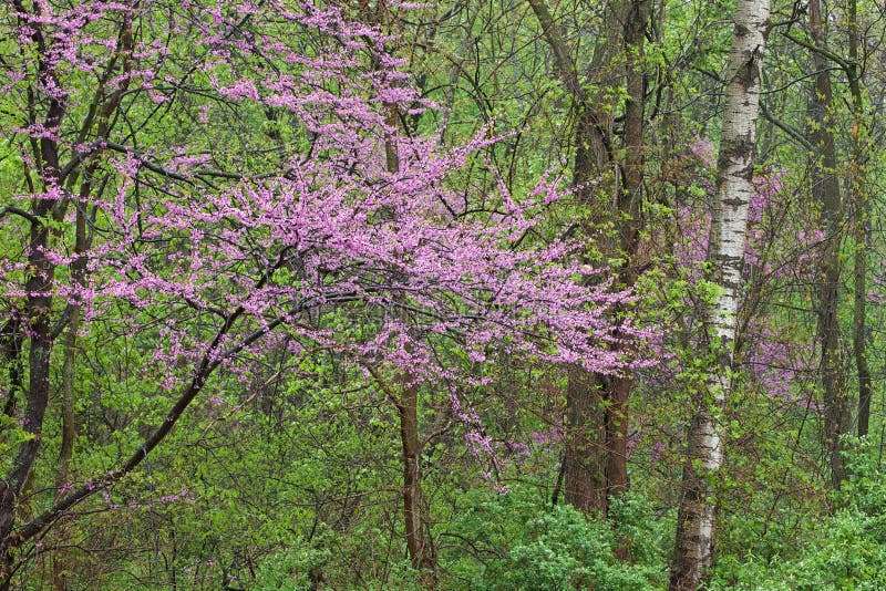 10,451 Michigan Forest Stock Photos - Free & Royalty-Free Stock Photos ...