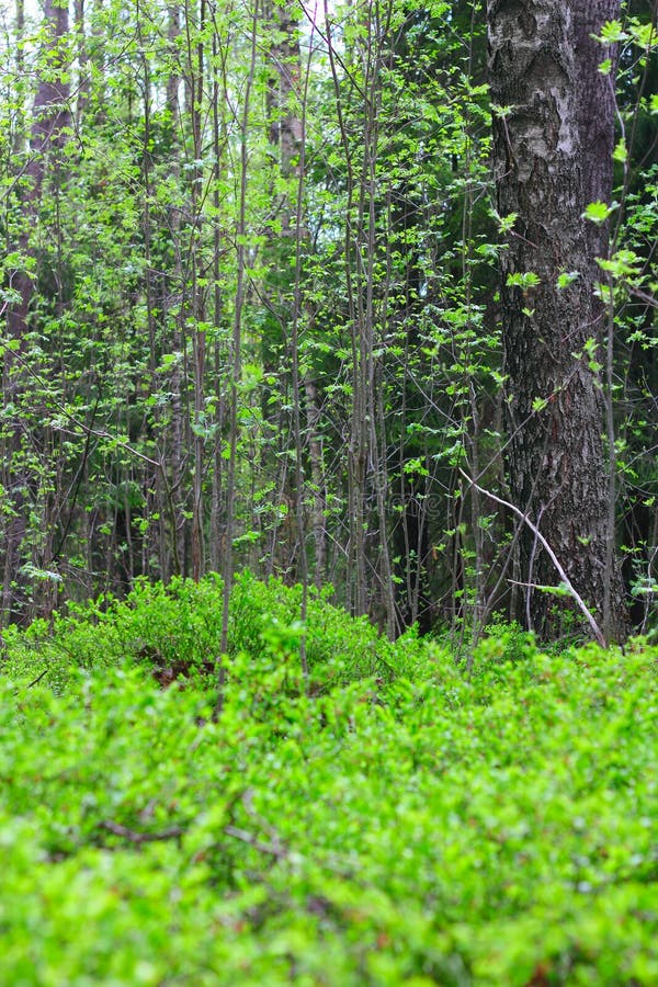 Spring forest stock image. Image of land, scene, summer - 24890177
