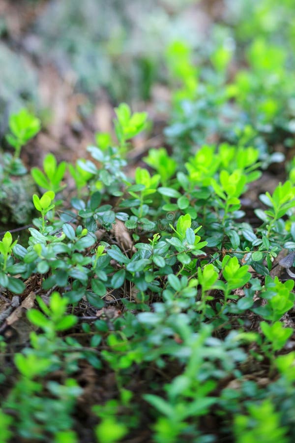 Spring forest stock image. Image of beautiful, branch - 25659005