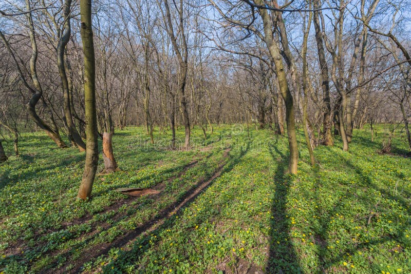 Spring forest stock photo. Image of forest, environment - 38446048