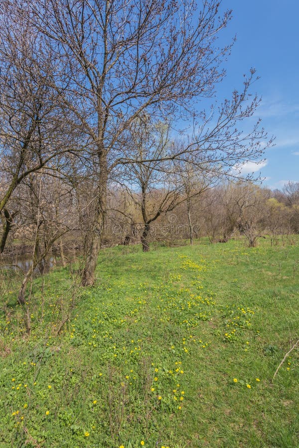 Spring forest stock photo. Image of nature, scenic, hiking - 38446514