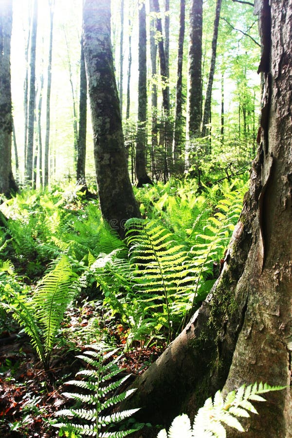 Spring forest stock photo. Image of green, flowers, outdoors - 5143808