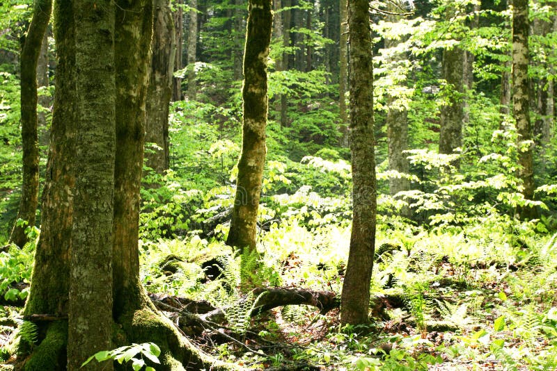 Spring forest stock image. Image of floral, environment - 5184435