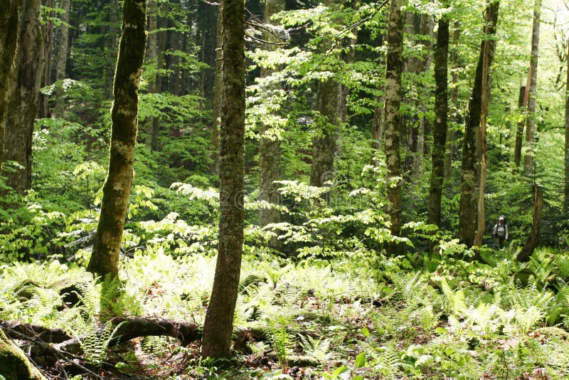 Spring forest stock image. Image of rural, wood, landscape - 5642457