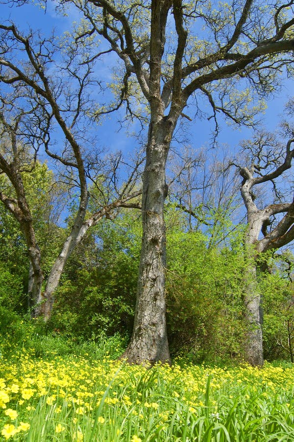 Spring forest stock photo. Image of blue, hillside, flora - 642944