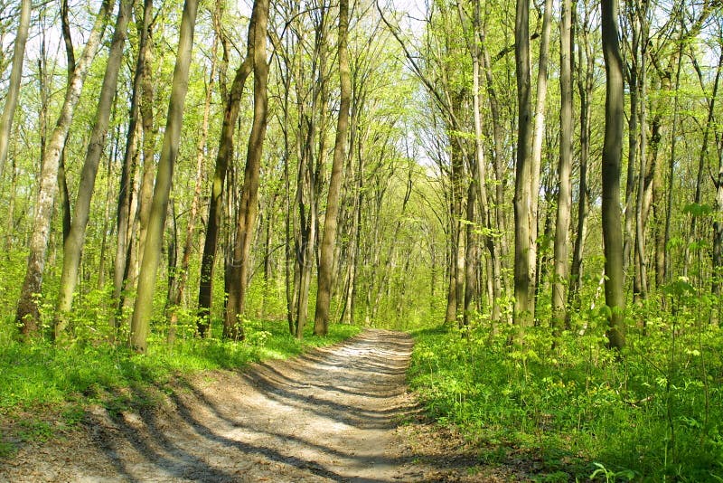 Spring forest stock image. Image of botanical, blue, branch - 9161317