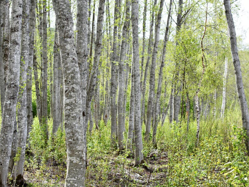 Spring Forest with Alder Trees Stock Photo - Image of trees, intensely ...