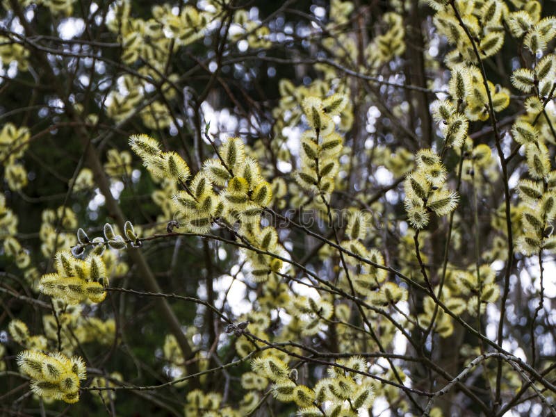 Spring Forest Background with Blooming Willow. Yellow Fluffy Flowers on ...