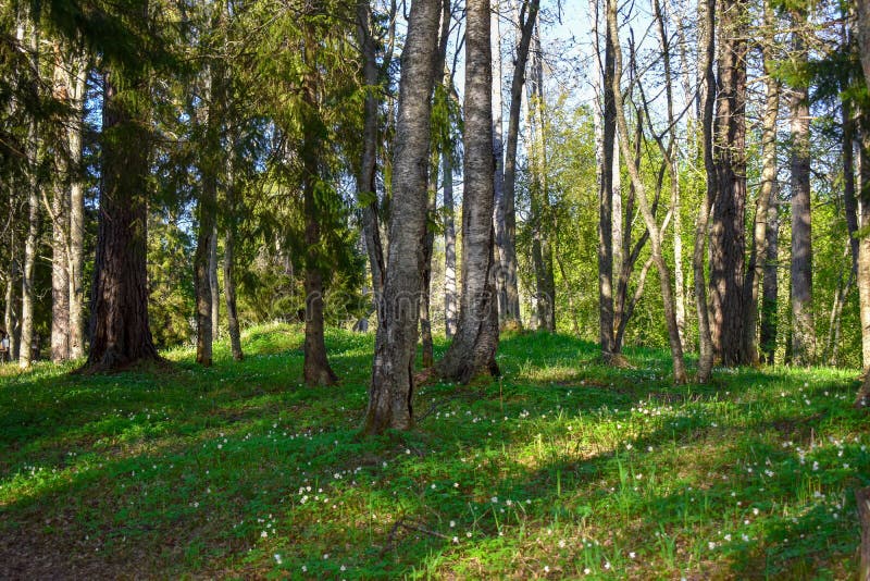 Spring in a forest stock image. Image of white, forest - 147951297