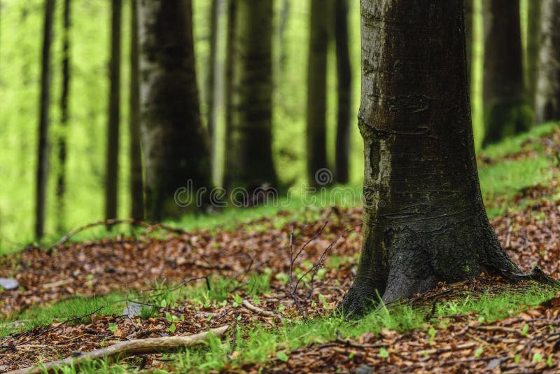 Spring forest stock image. Image of beautiful, trunk - 223920455