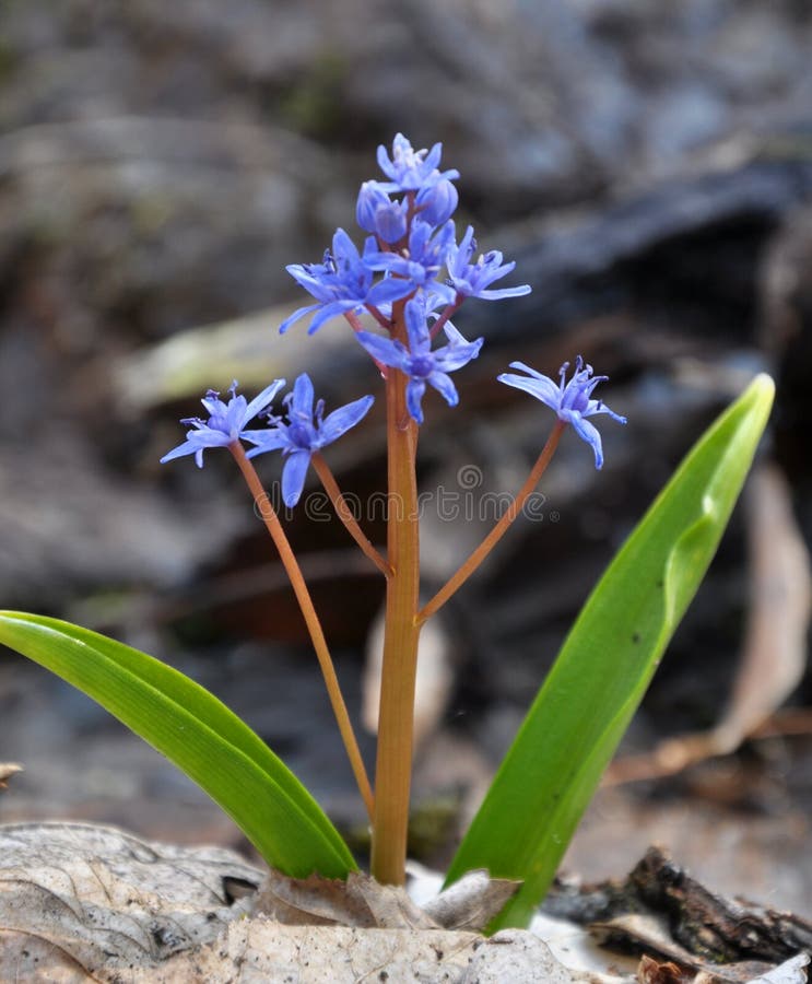 Spring Flowering Scilla Bifolia Stock Image - Image of honey, detail ...