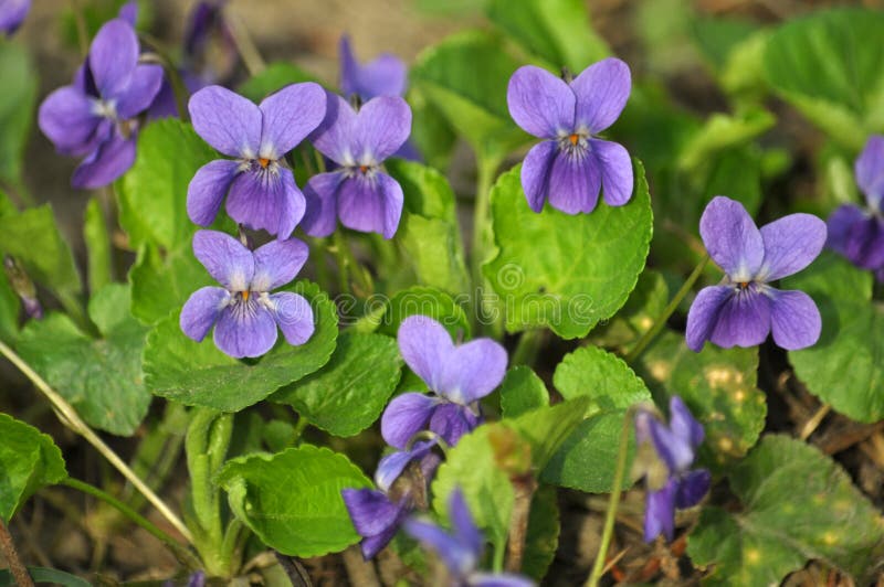 Spring Flowering Viola Sylvestris Stock Image - Image of purple ...