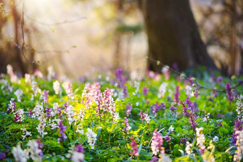 Spring Forest with Blooming Corydalis Cava Flowers Stock Image - Image ...