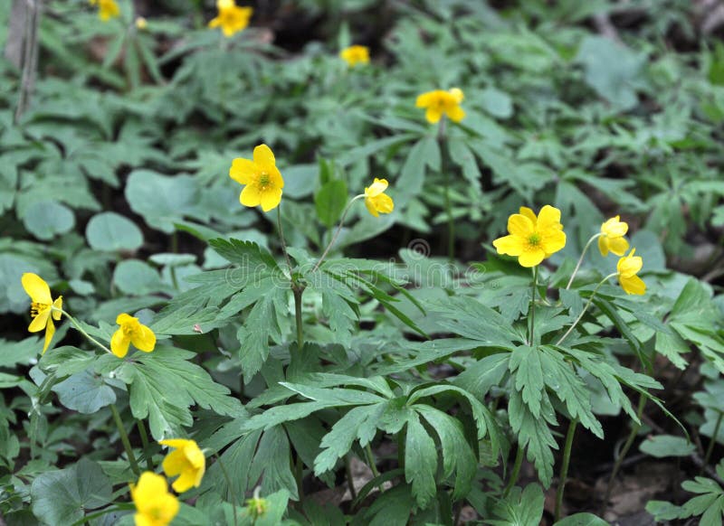 Spring in the Forest Blooms Anemone Yellow Anemone Ranunculoides Stock ...