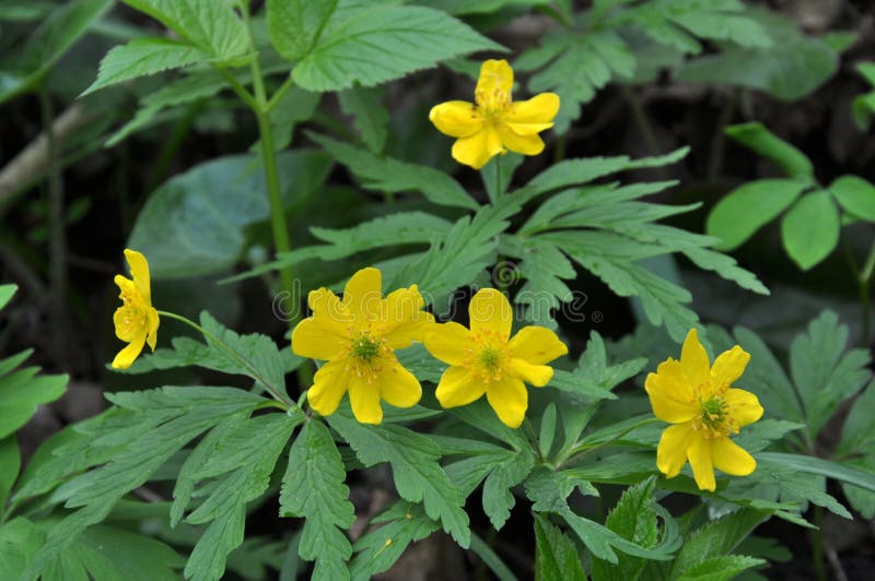 Spring in the Forest Blooms Anemone Yellow Anemone Ranunculoides Stock ...