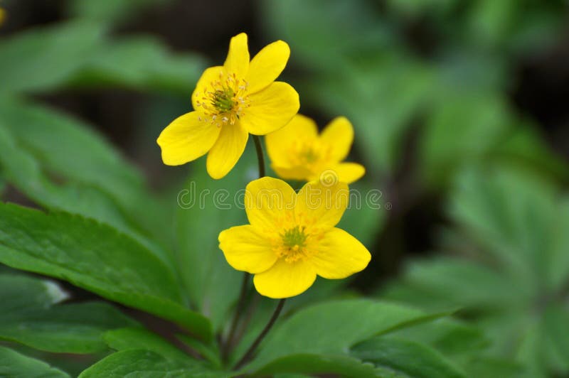 Spring in the Forest Blooms Anemone Yellow Anemone Ranunculoides Stock ...
