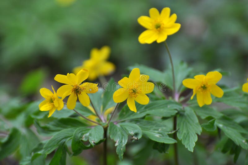 Spring in the Forest Blooms Anemone Yellow Anemone Ranunculoides Stock ...