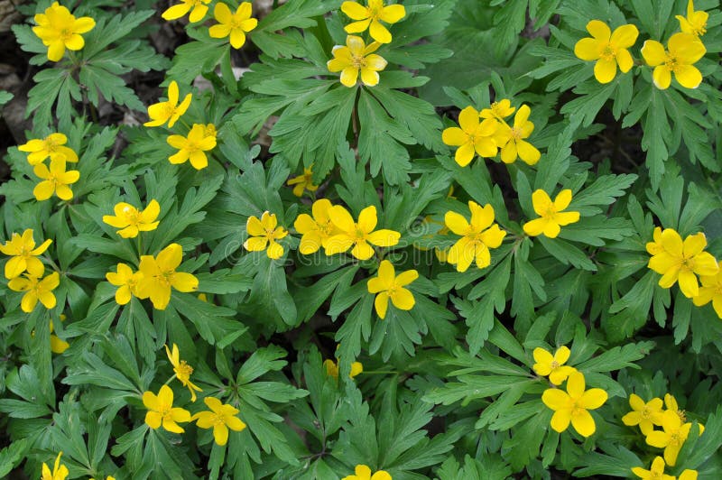 Spring in the Forest Blooms Anemone Yellow Anemone Ranunculoides Stock ...
