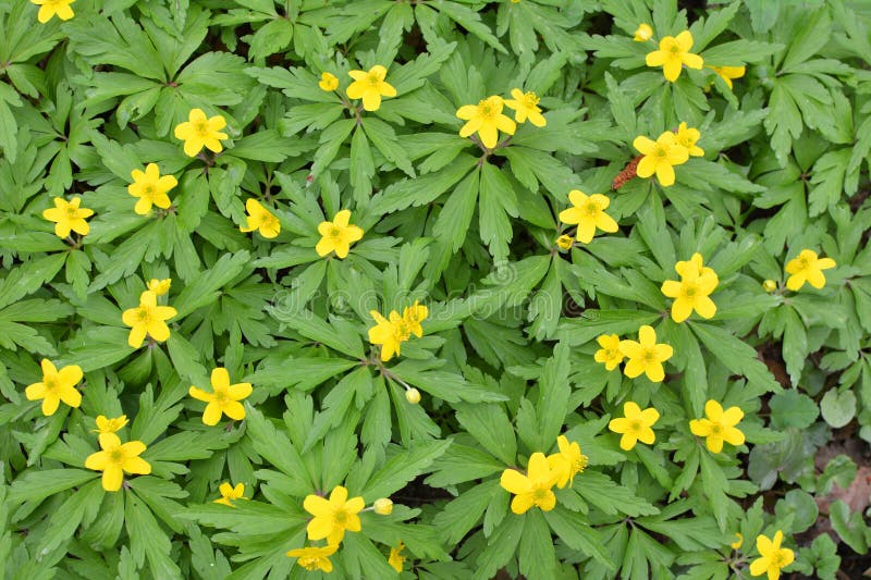 Spring in the Forest Blooms Anemone Yellow (Anemone Ranunculoides Stock ...