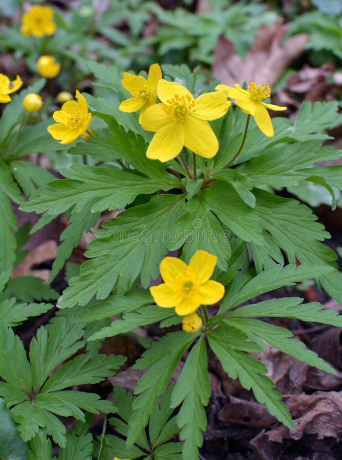 Spring in the Forest Blooms Anemone Yellow (Anemone Ranunculoides Stock ...