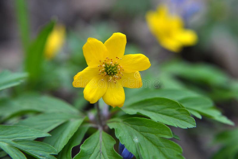 Spring in the Forest Blooms Anemone Yellow (Anemone Ranunculoides Stock ...