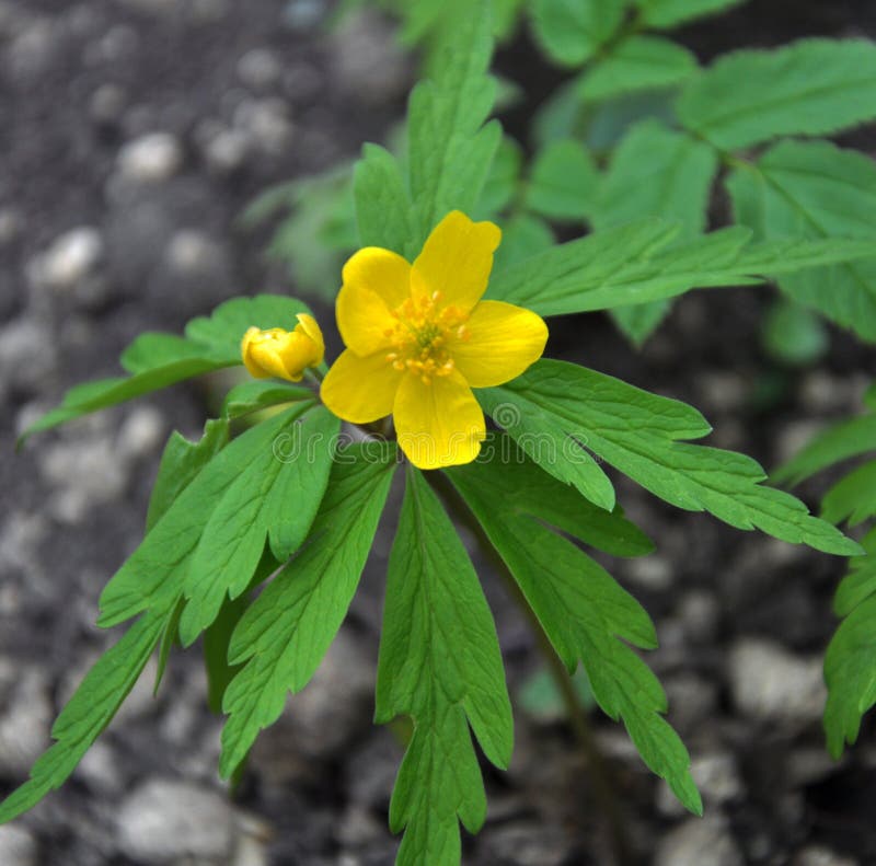 Spring in the Forest Blooms Anemone Yellow (Anemone Ranunculoides Stock ...