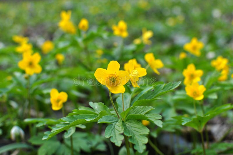 Spring in the Forest Blooms Anemone Yellow (Anemone Ranunculoides Stock ...