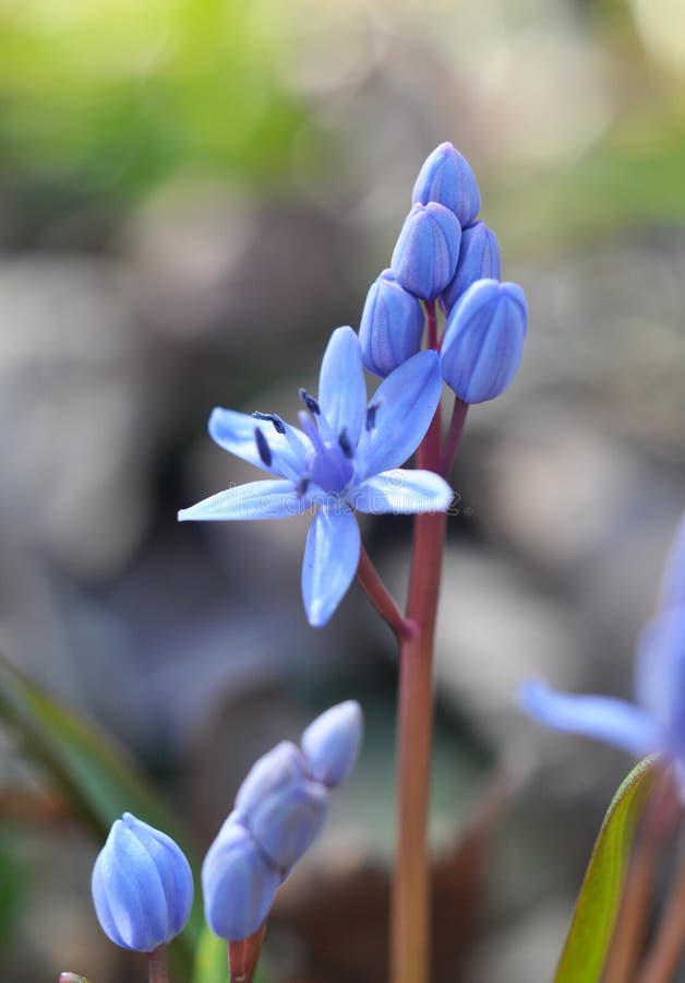 Bifoliate Leaf Stock Photos - Free & Royalty-Free Stock Photos from ...