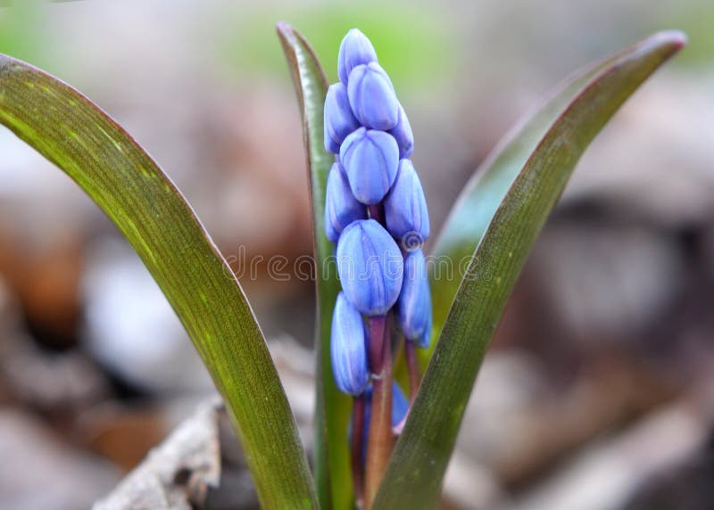 In the Spring in the Forest Blooms Snowdrop Bifoliate (Scilla Bifolia ...