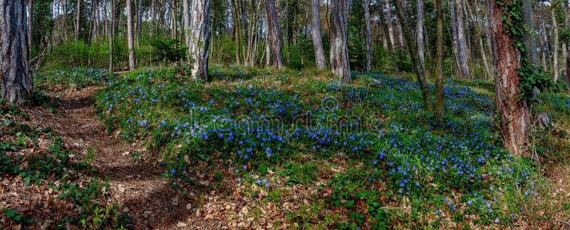 Spring Forest with Blue Flourishing Periwinkle Stock Image - Image of ...