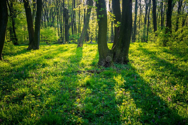 Nokia Freestyle Tour 2011 in Valca, Slovakia Editorial Stock Photo ...