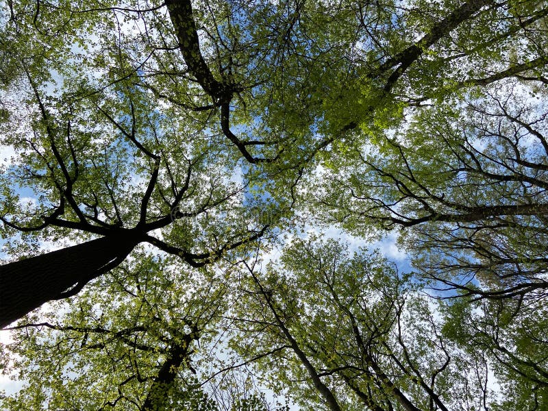 Spring Forest and Clouds Looking Up Stock Image - Image of spring ...